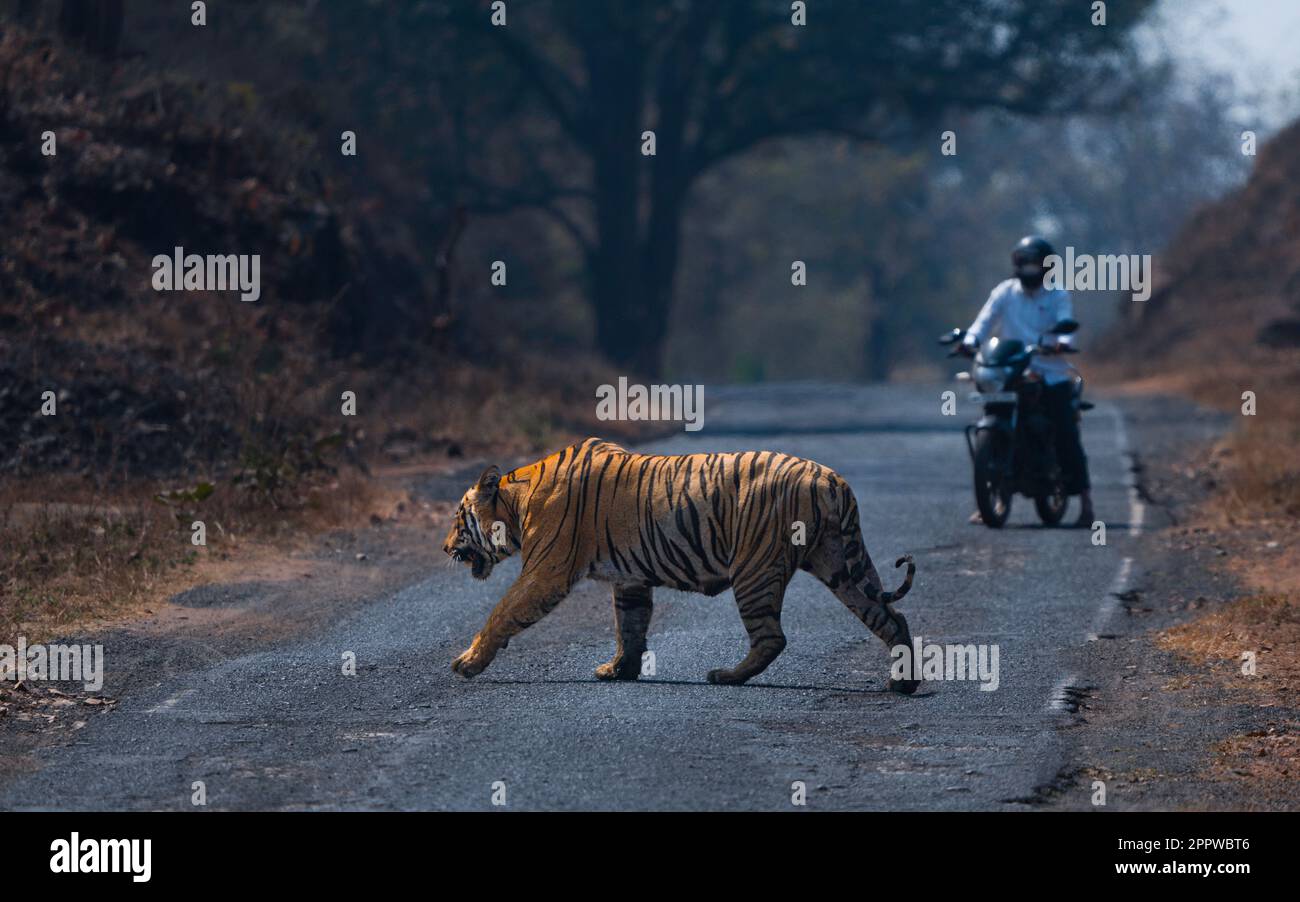 THRILLING images of a tiger crossing the road and staring at a man on a ...