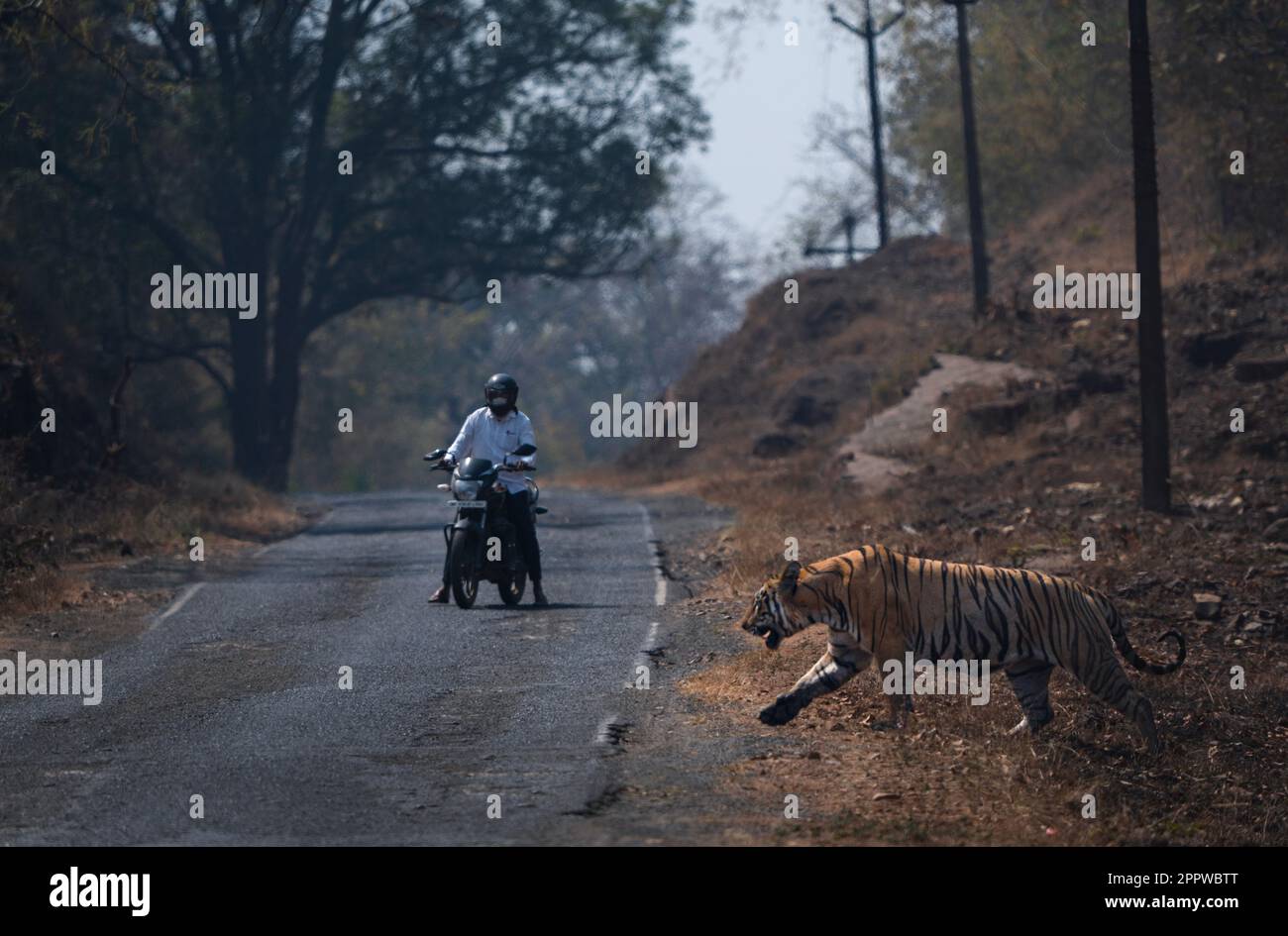 THRILLING images of a tiger crossing the road and staring at a man on a ...