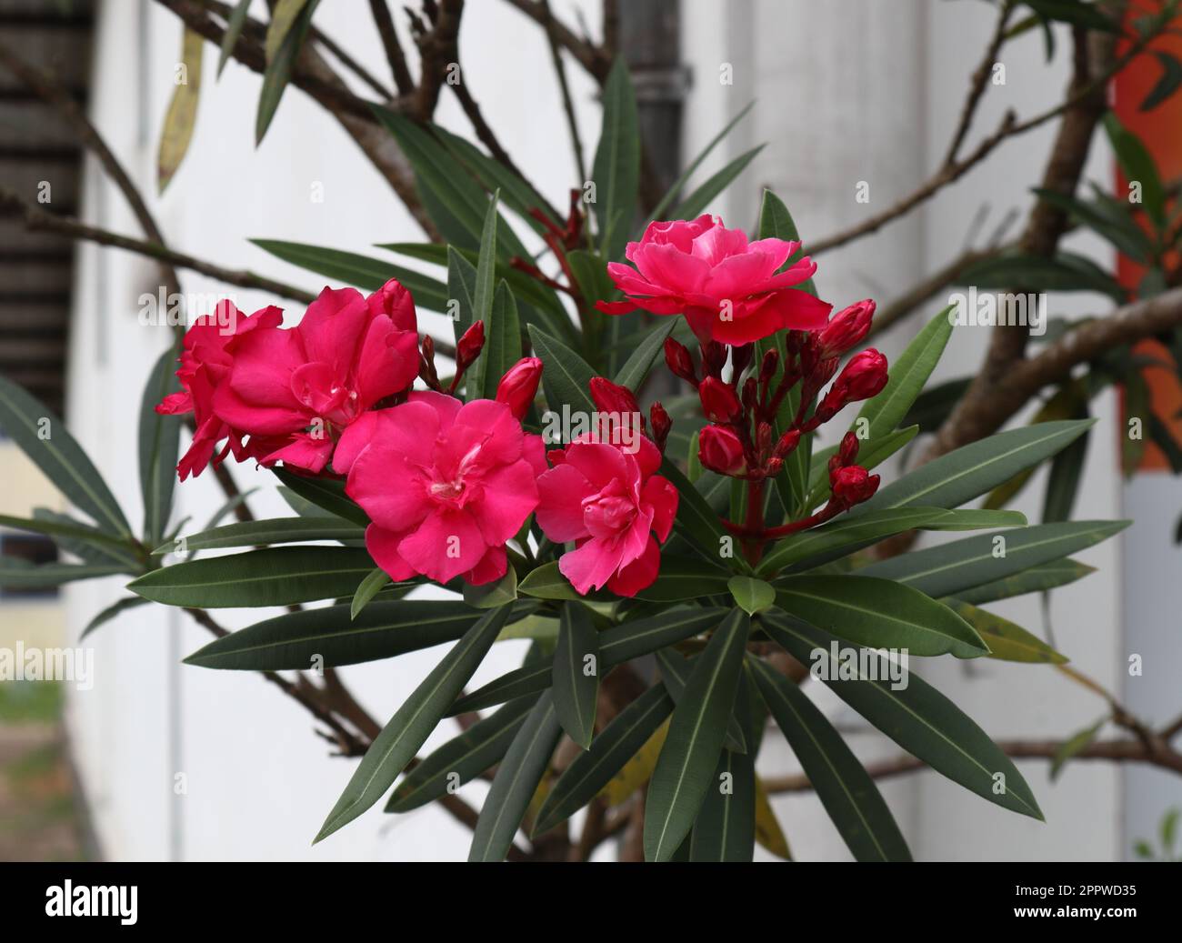 Kaneru plant hi-res stock photography and images - Alamy