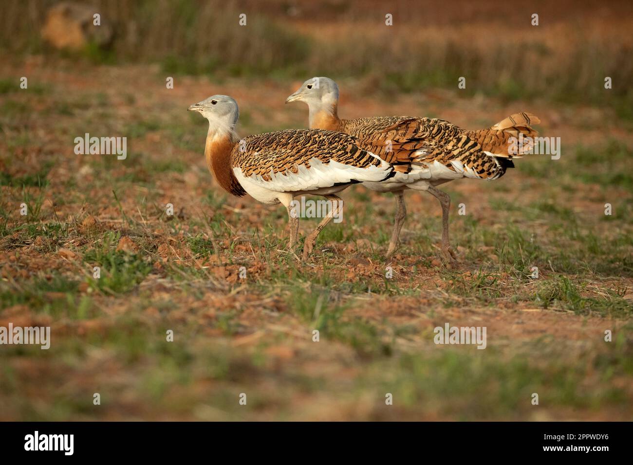 Unseeded field hi-res stock photography and images - Alamy