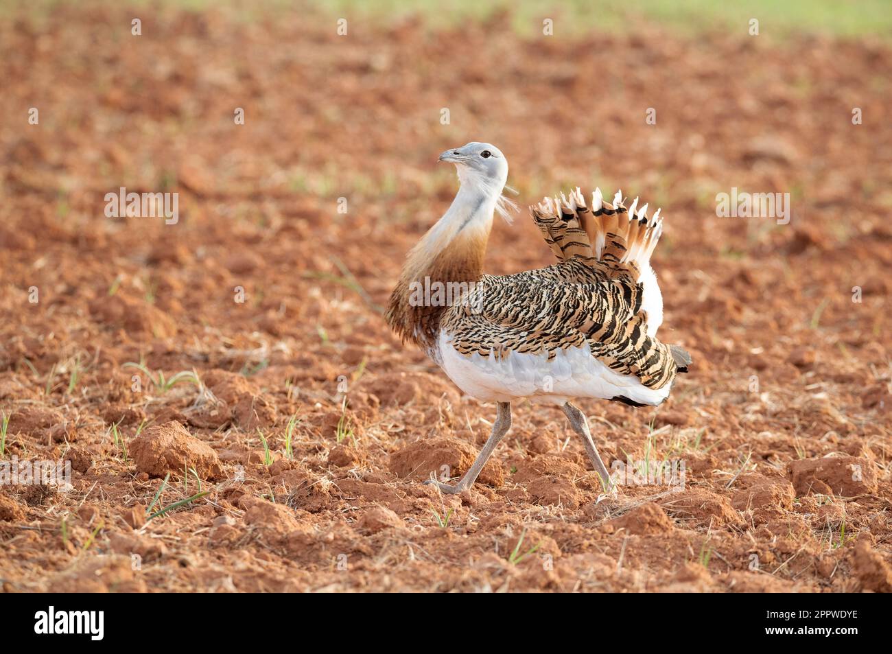 Great bustard male in the rutting season in an unsown field of cereals ...