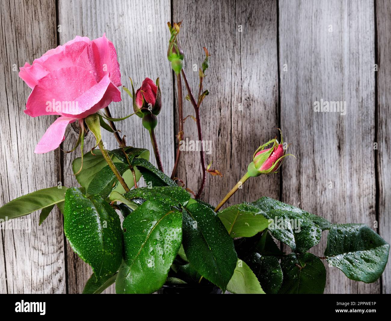 The first roses in April are the most beautiful and fragrant, and these ...