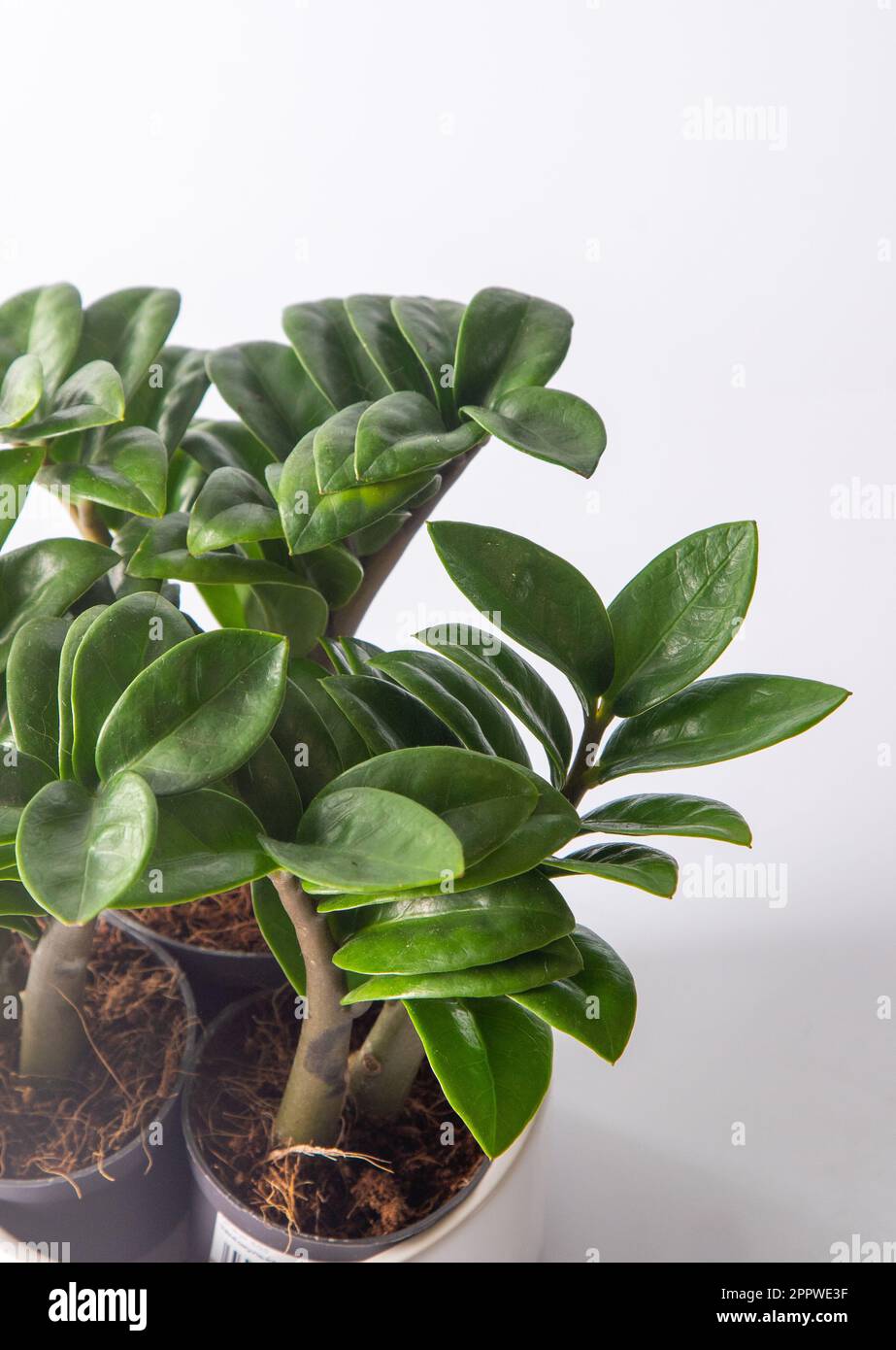 Auspicious pot hi-res stock photography and images - Alamy