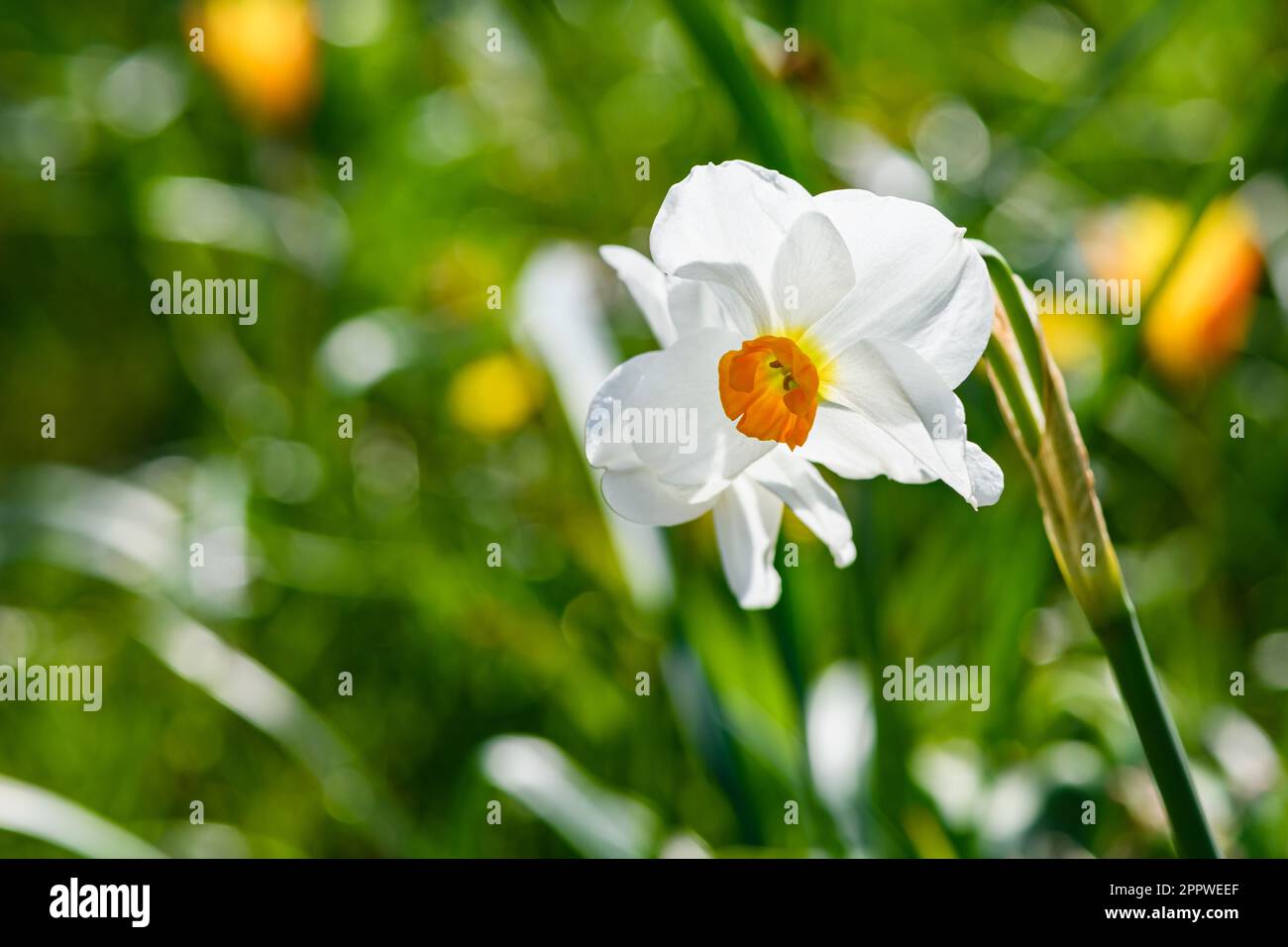 Daffodil glade hi-res stock photography and images - Alamy