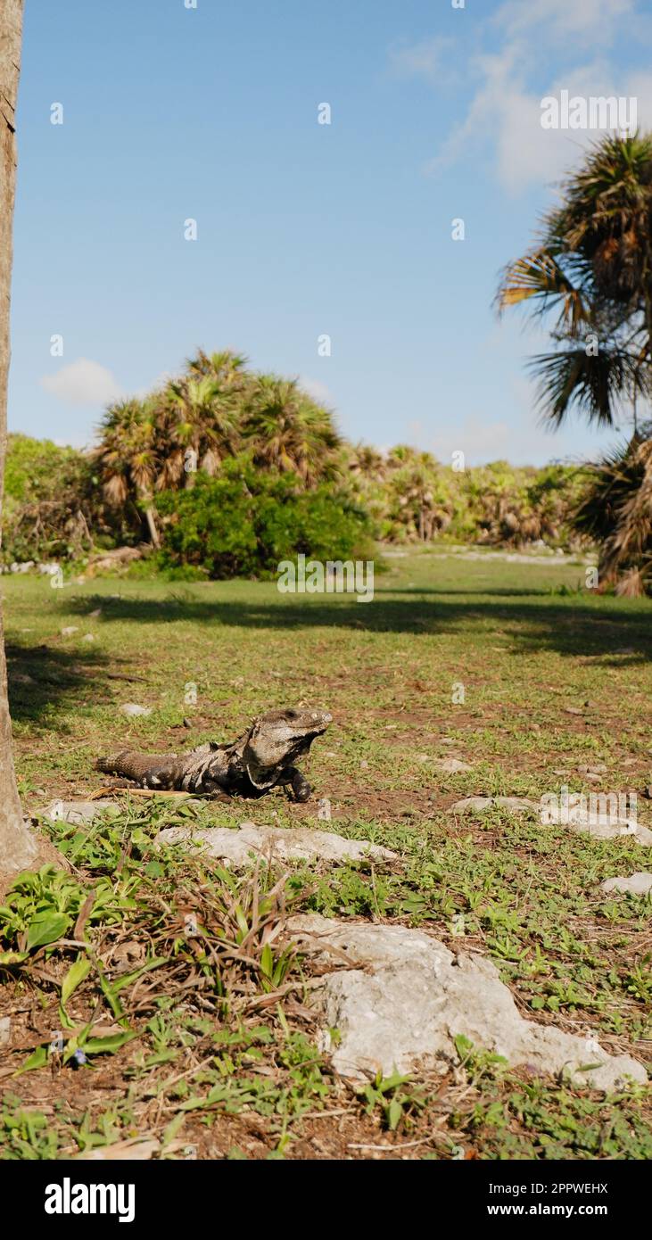 Lizards lounging in the sun at the Mayan ruins of Tulum, Yucatan ...