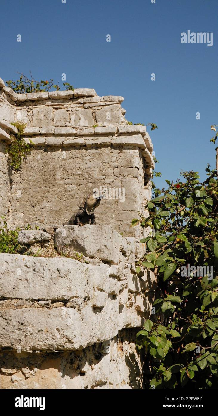 Lizards lounging in the sun at the Mayan ruins of Tulum, Yucatan ...