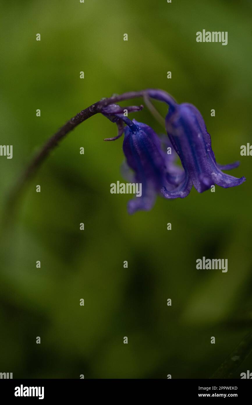 Blue bells Hyacinthoides non-scripta Stock Photo - Alamy