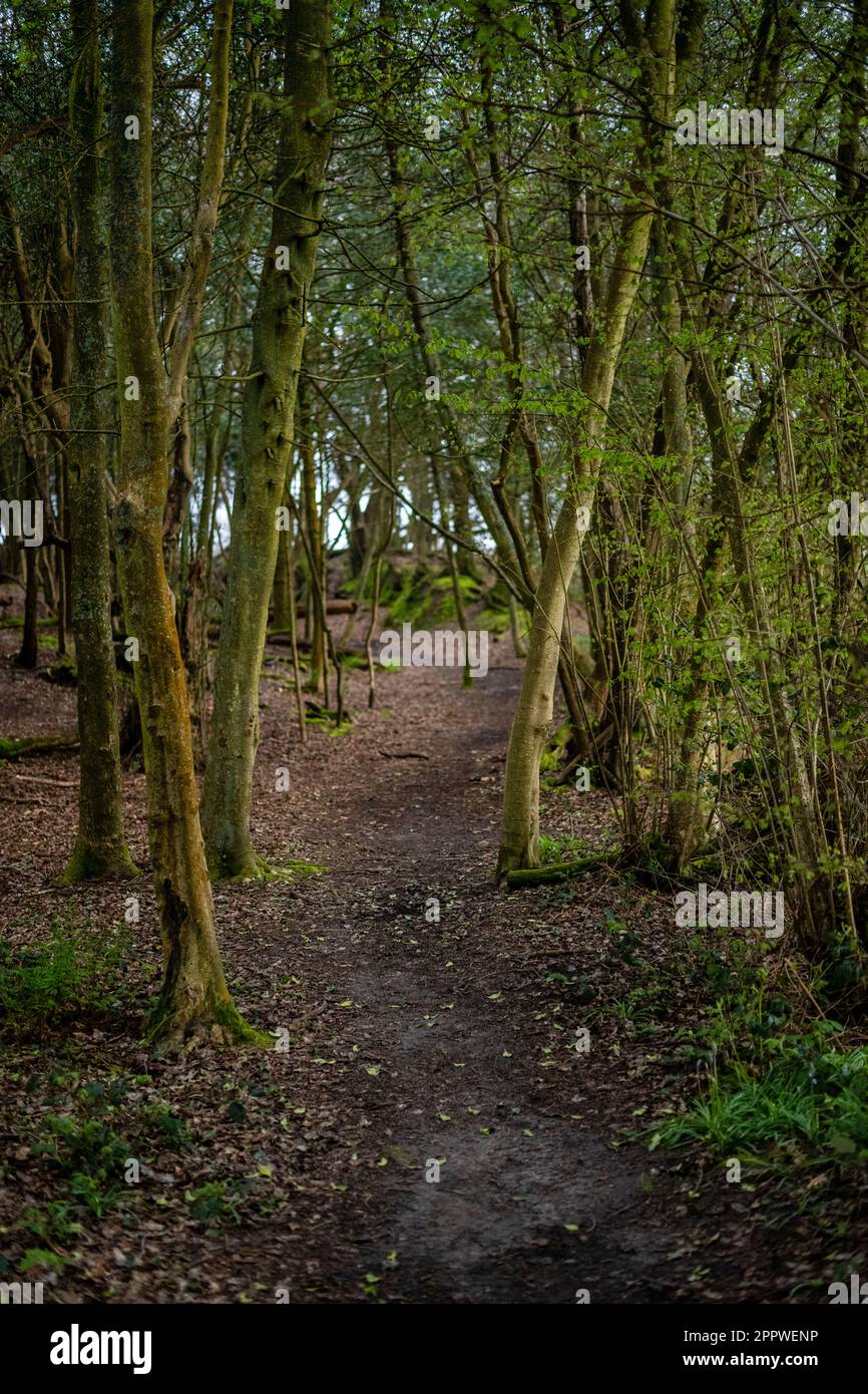 Path through tress Stock Photo - Alamy
