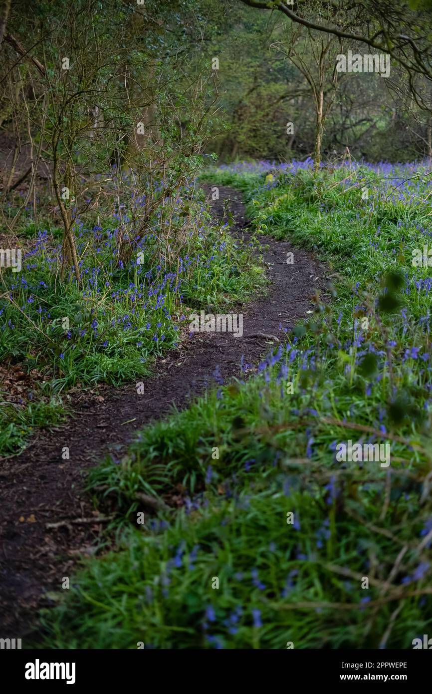 Blue bells Hyacinthoides non-scripta Stock Photo - Alamy