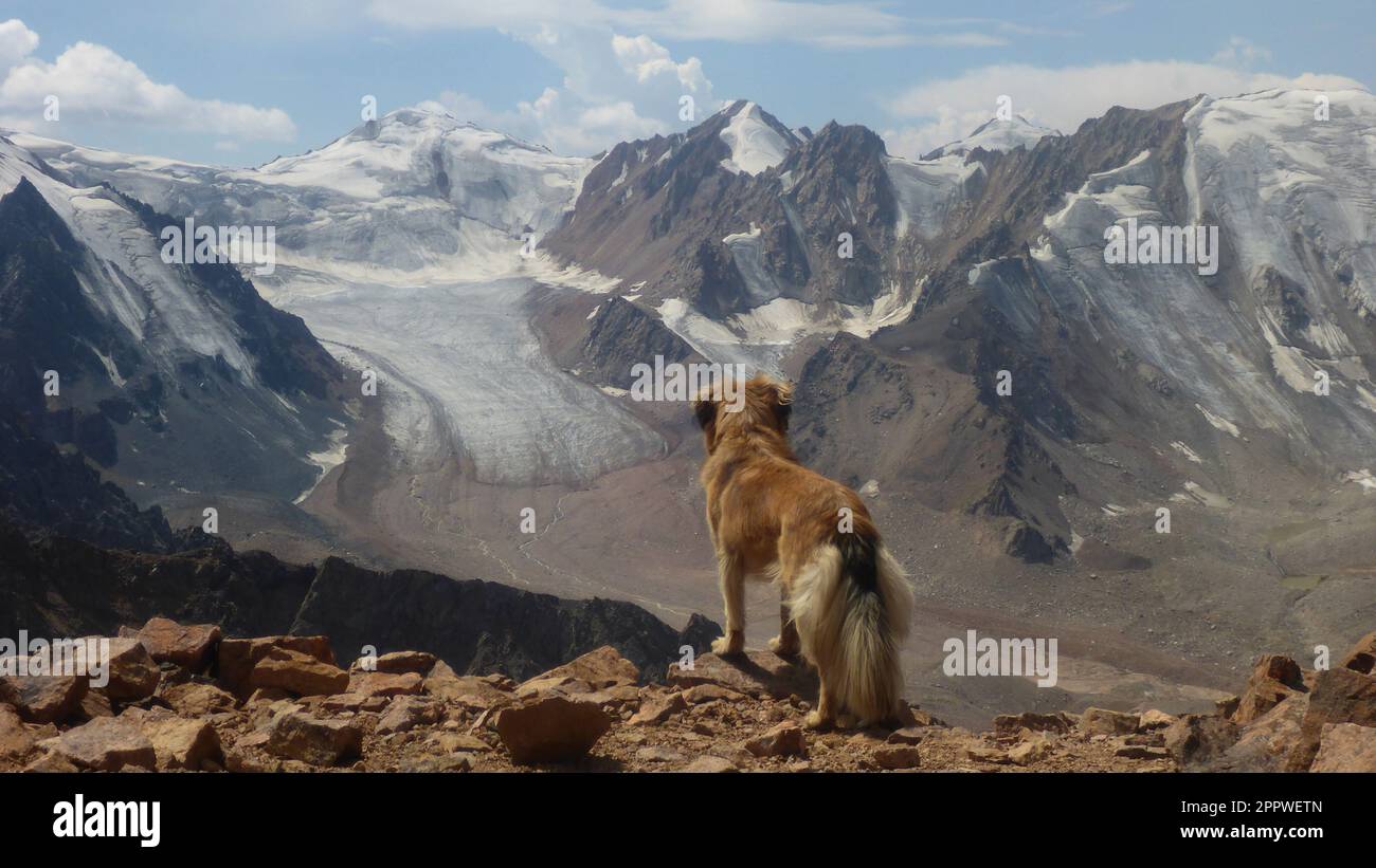 Kazakhstan mountain dog hi-res stock photography and images - Alamy