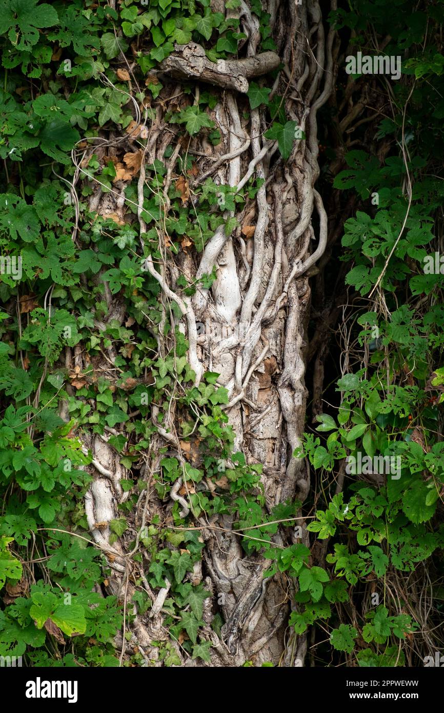 Old habitat hi-res stock photography and images - Alamy