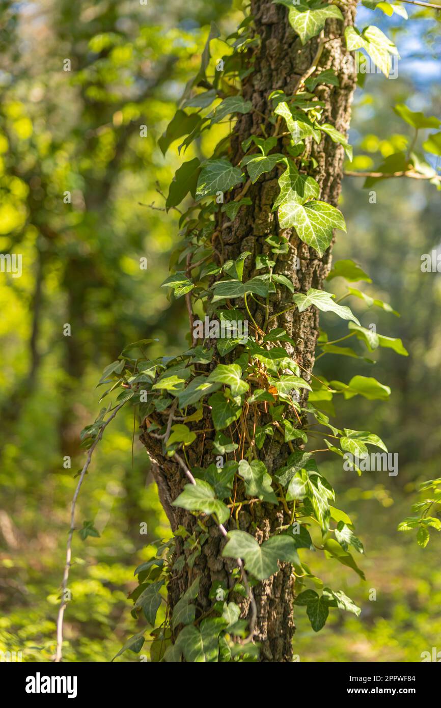Tree trunk bound by ivy vine Stock Photo - Alamy