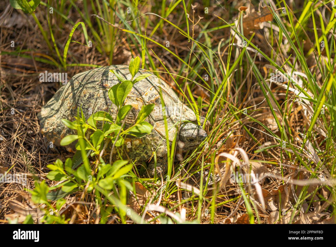 Turtle in forest, crawling in the forest grass Stock Photo - Alamy