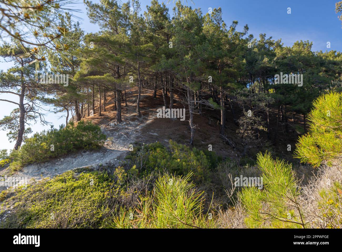 Forest on edge steep cliff hi-res stock photography and images - Alamy