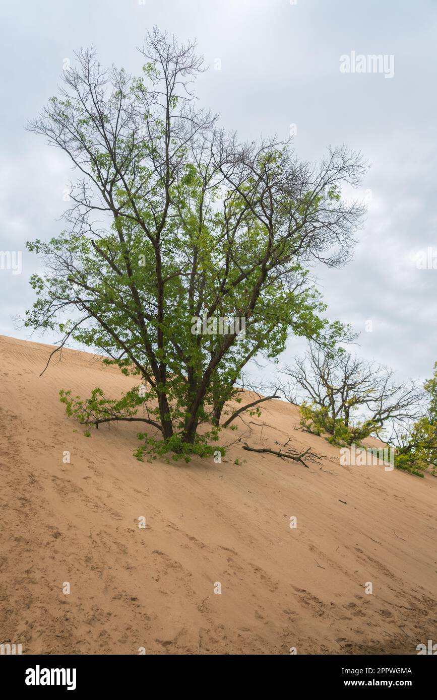 Porter beach indiana dunes hi-res stock photography and images - Alamy