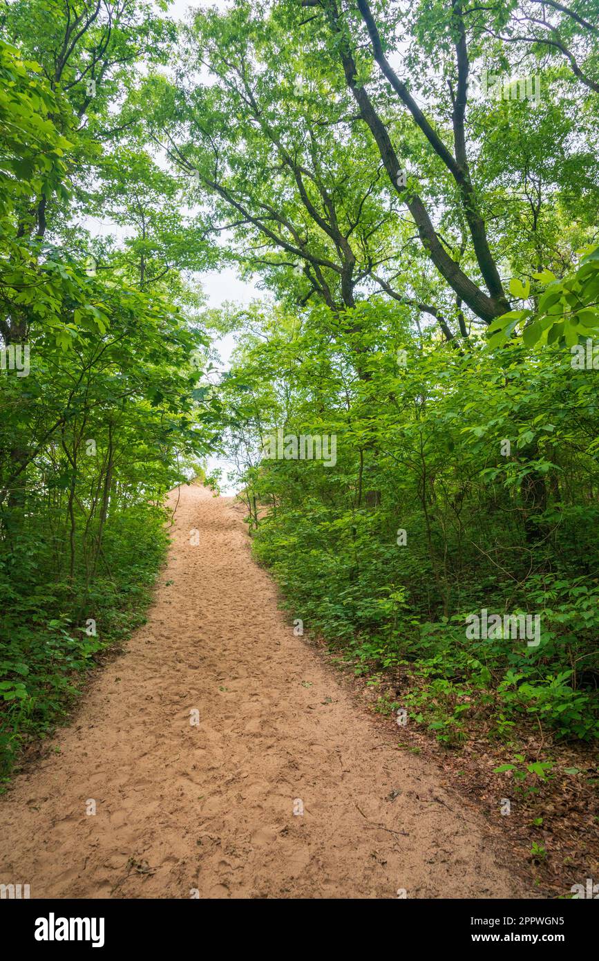 Indiana dunes forest trail hi-res stock photography and images - Alamy
