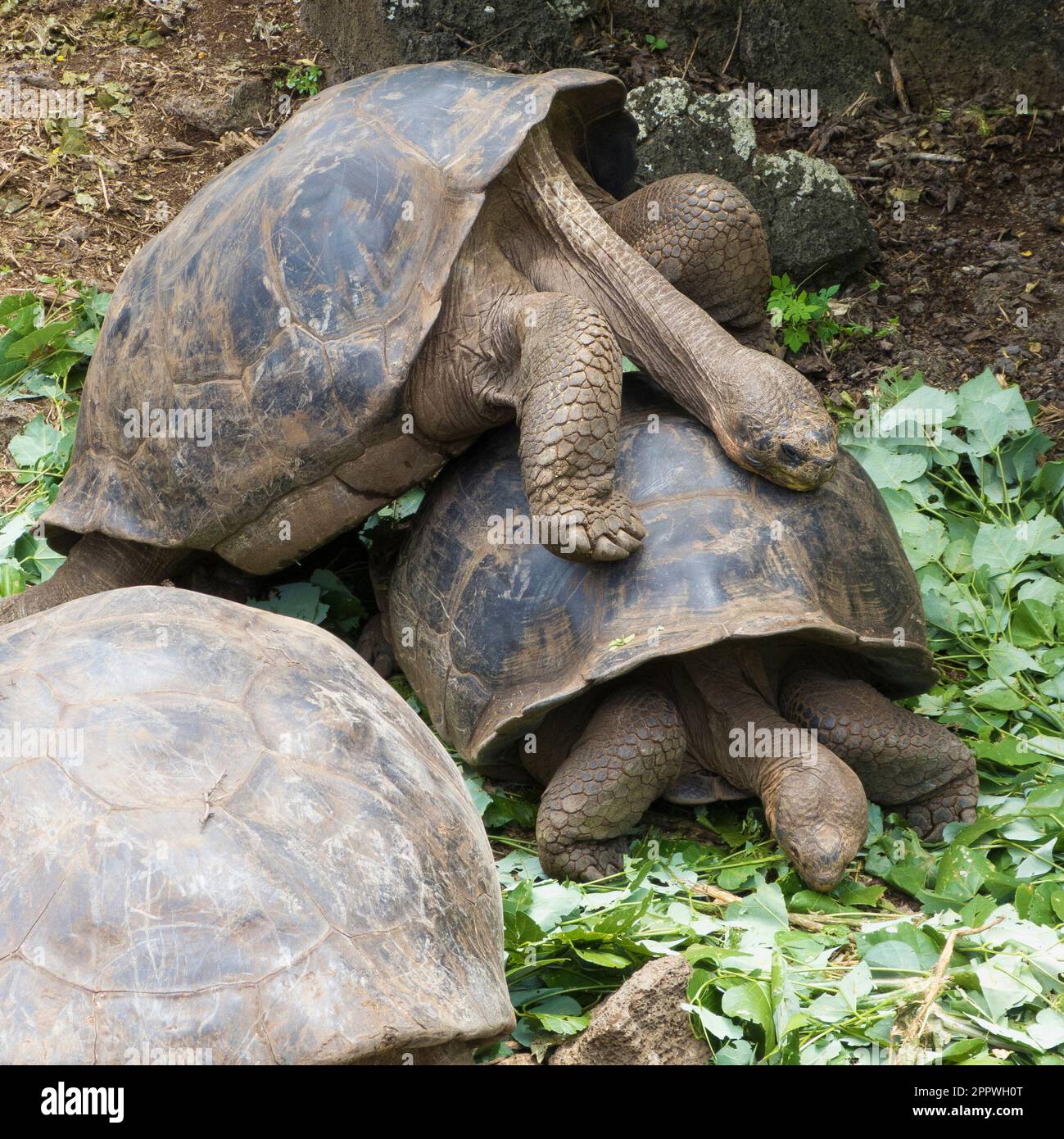 Galápagos giant tortoise (Chelonoidis niger Stock Photo - Alamy