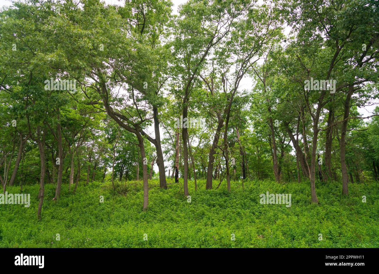 Indiana dunes forest trail hi-res stock photography and images - Alamy