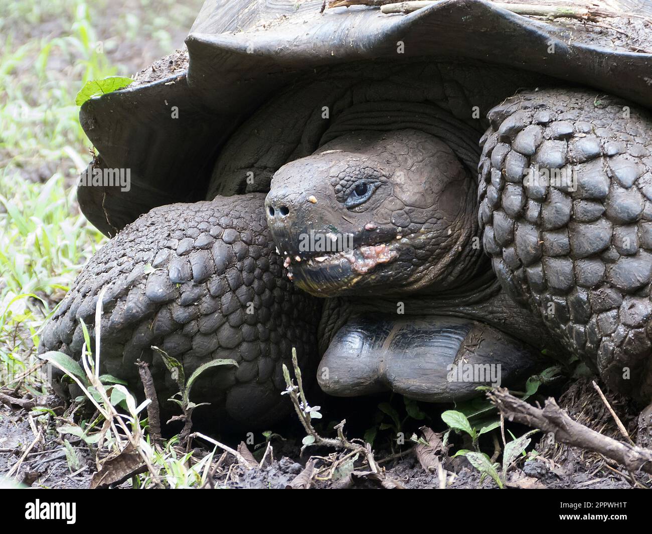 Galápagos giant tortoise (Chelonoidis niger Stock Photo - Alamy