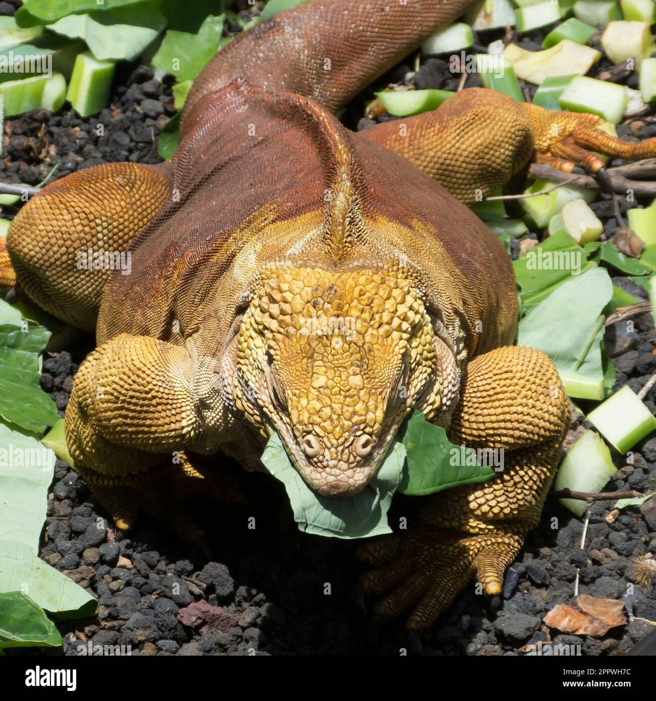 Galapagos land iguana, (Conolophus subcristatus), Santa Cruz, Galapagos ...