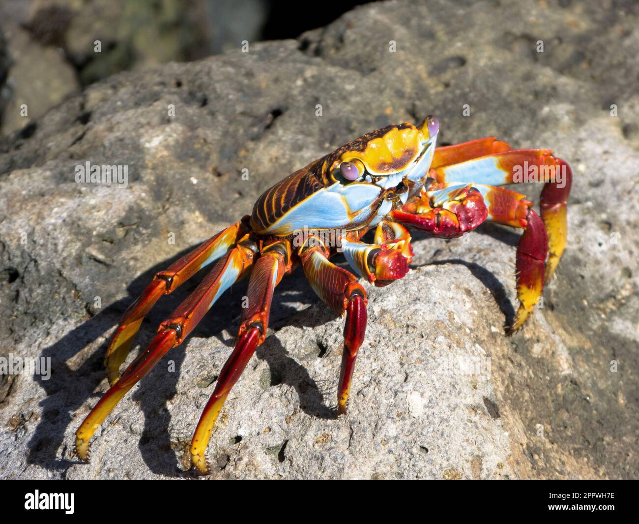Sally lightfoot crab, (Grapsus grapsus), Galapagos Islands, Ecuador ...