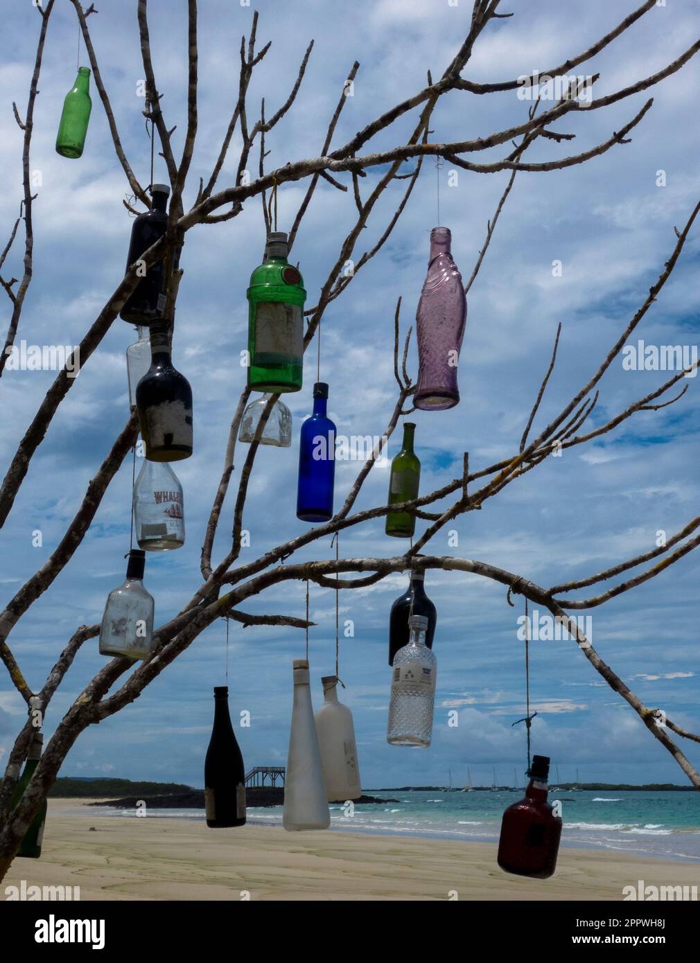 Bottles hanging from a tree in the Galapagos Islands, Ecuador Stock ...
