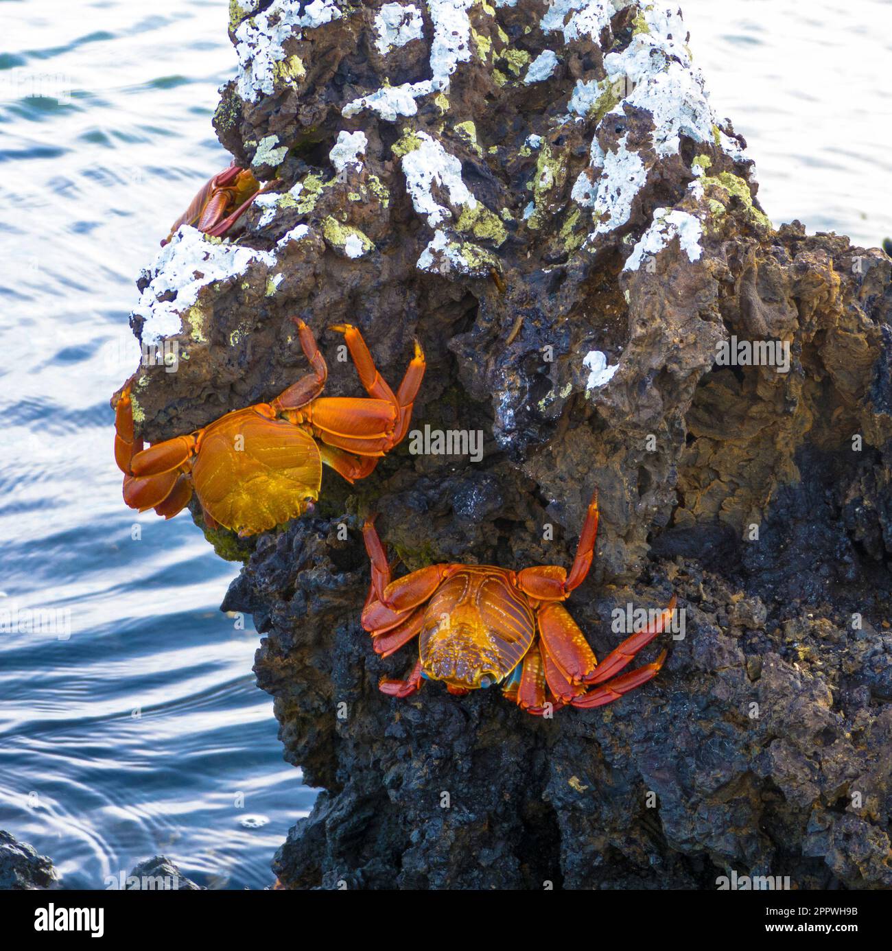 Sally lightfoot crab, (Grapsus grapsus), Galapagos Islands, Ecuador ...