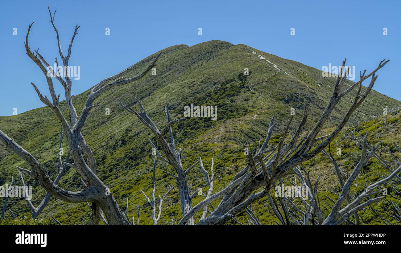 Feathertop australia hi-res stock photography and images - Alamy