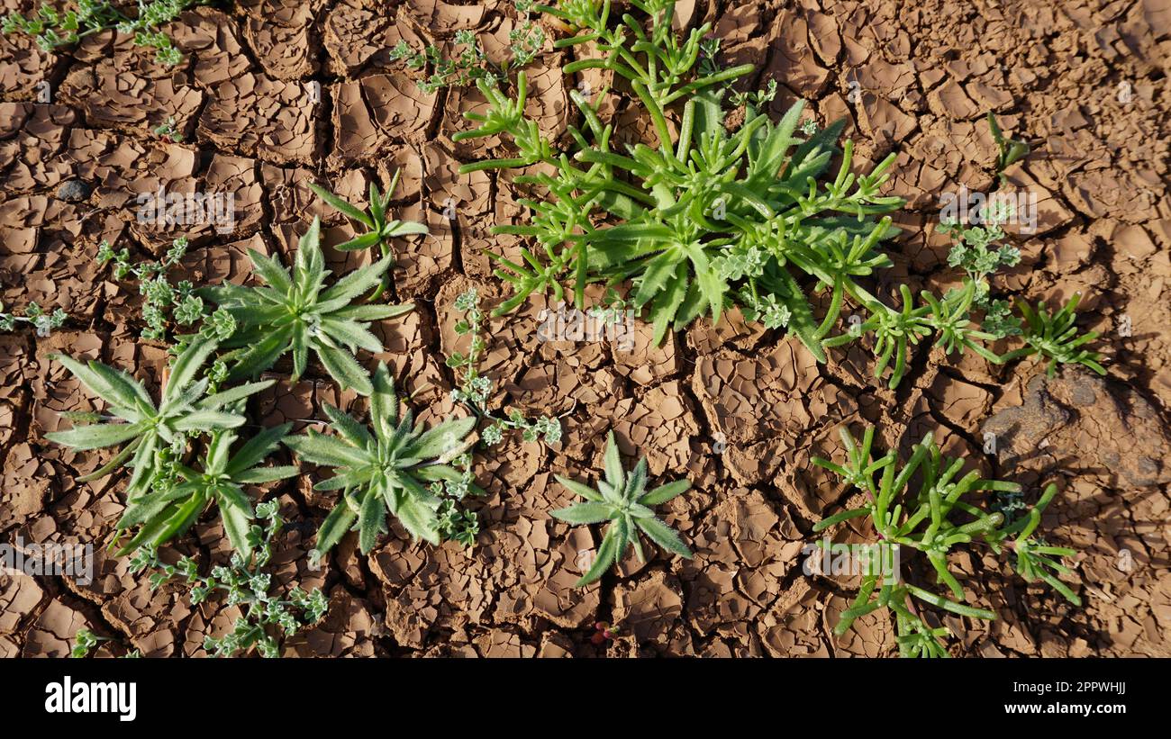 Dry vegetation on Fuerteventura, Spain Stock Photo - Alamy