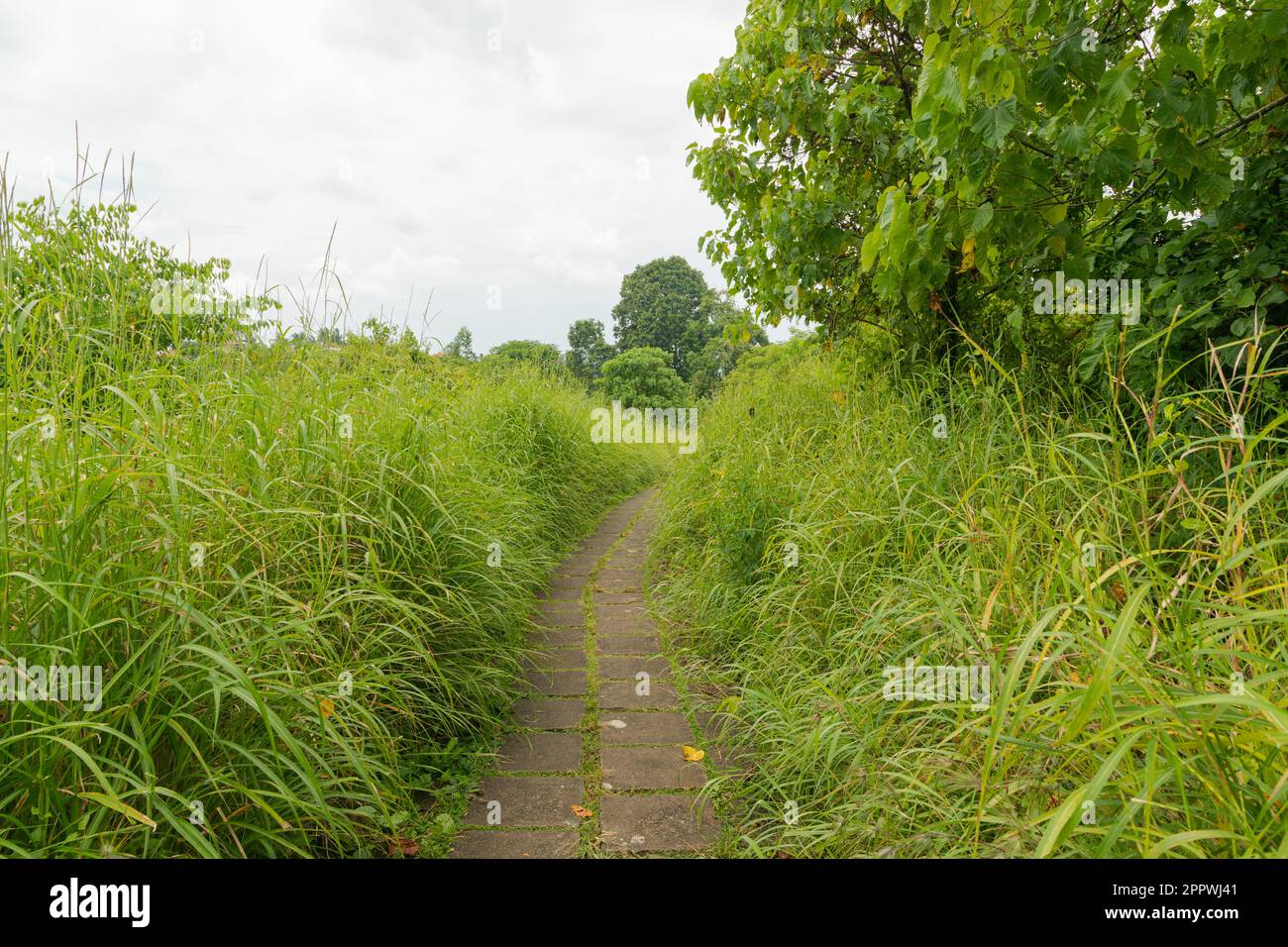 Campuhan ridge walk, Bali, Indonesia, track on the hill with grass ...