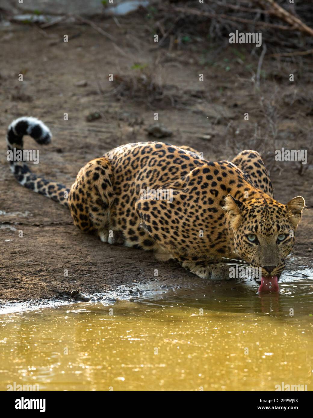 Indian wild female leopard or panther or panthera pardus fusca quenching thirst drinking water ...