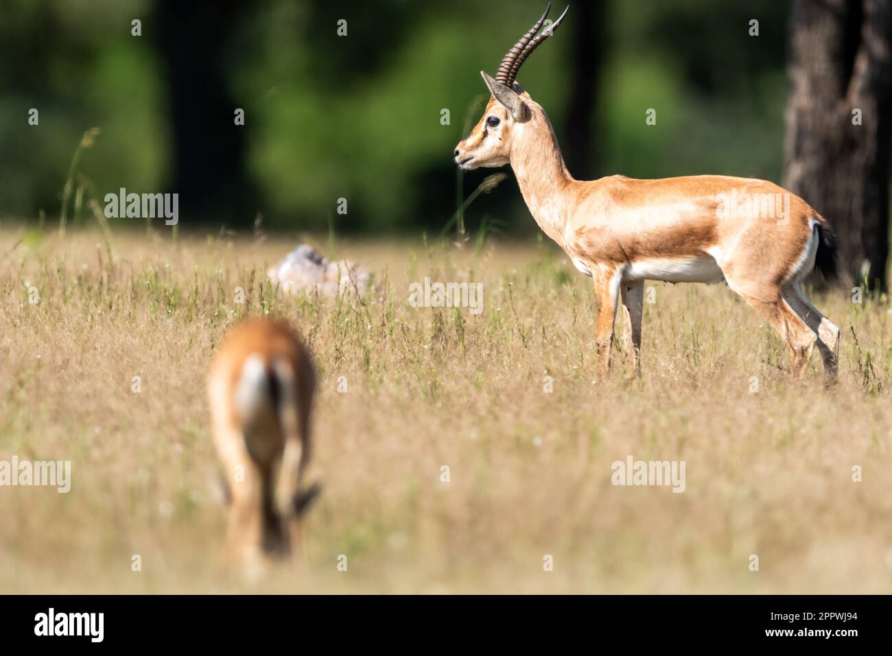 wild male Chinkara or Indian gazelle or Gazella bennettii an Antelope ...