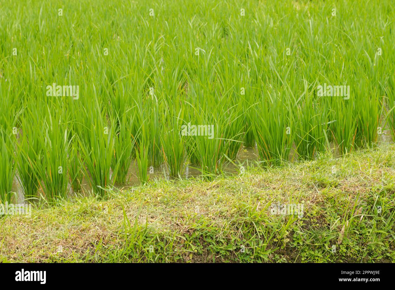 Rice terraces, Campuhan ridge walk, Bali, Indonesia, track on the hill ...