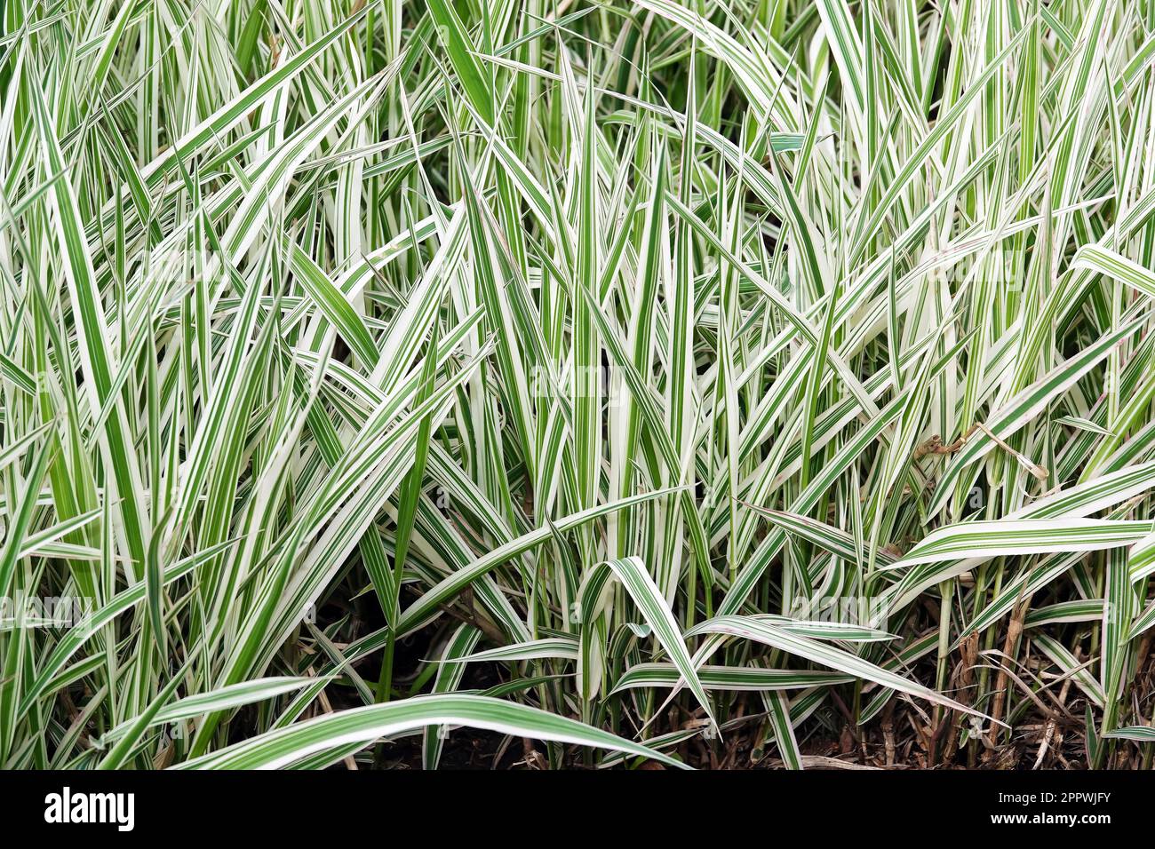 Dwarf canary grass hi-res stock photography and images - Alamy
