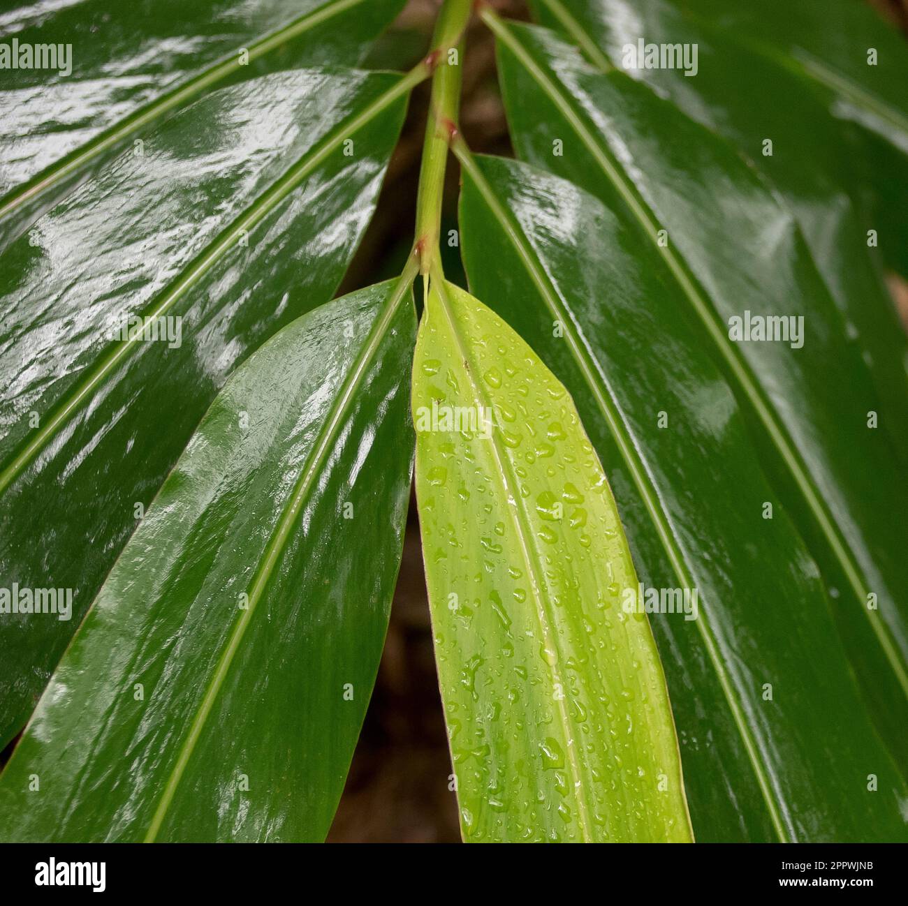 Wet, shiny leaves of Native Ginger (Alpinia caerulea) after rain in ...
