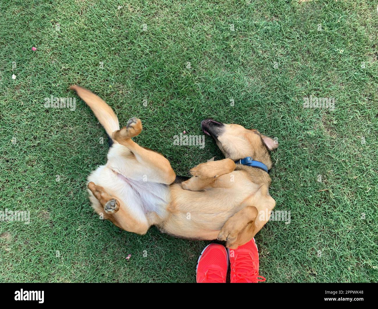 When A Dog Rolls On Its Back