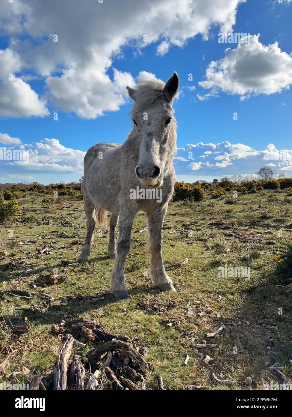 White horse new forest hi-res stock photography and images - Alamy