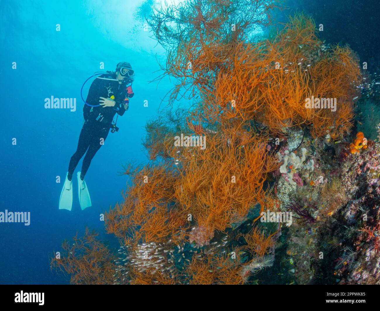 Scuba diver swimming by a coral reef, Indonesia Stock Photo - Alamy