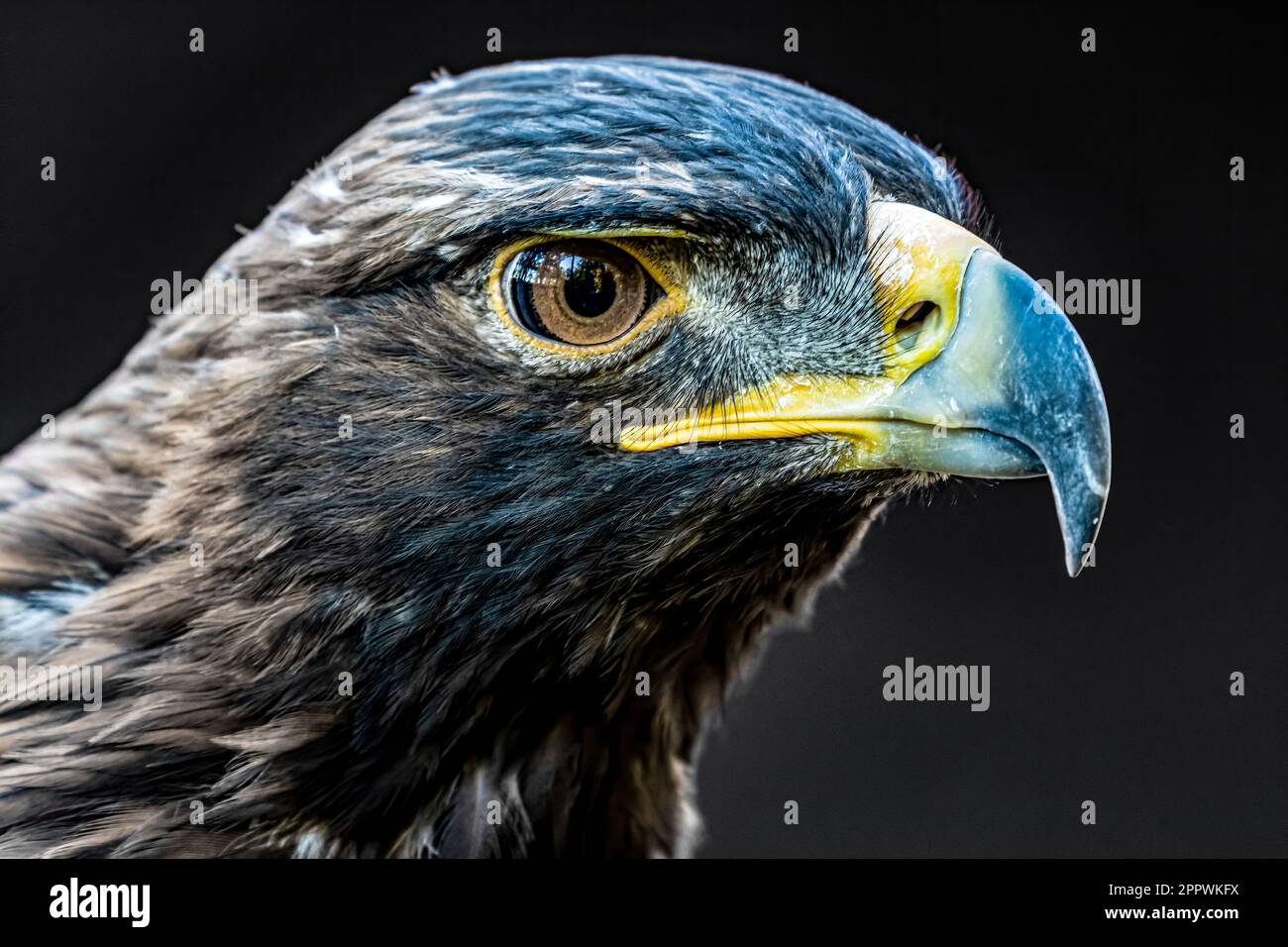 Golden eagle profile hi-res stock photography and images - Alamy