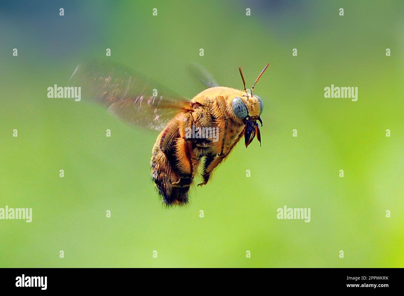 Flying with flapping wings hi-res stock photography and images - Alamy