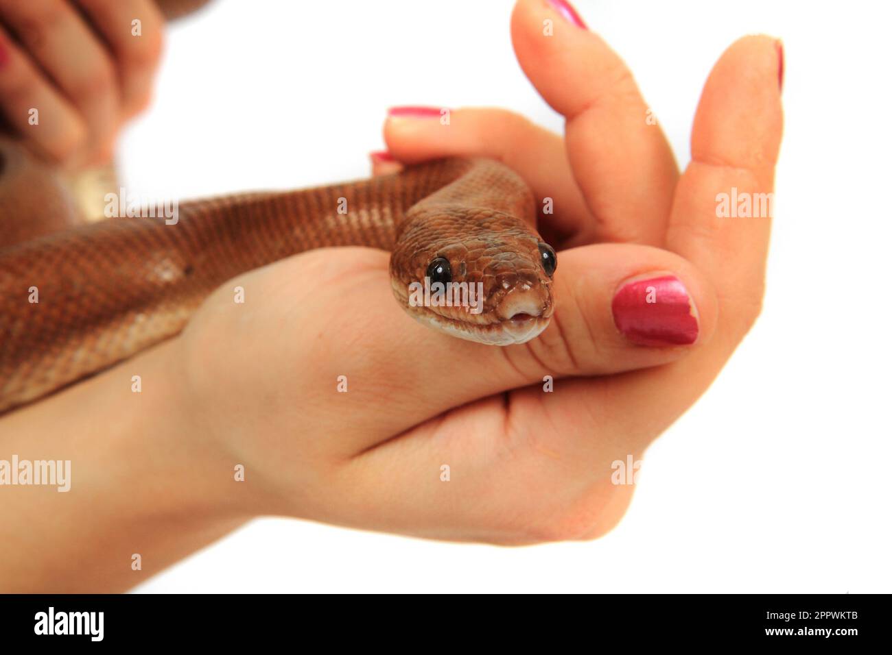 rainbow boa snake and human hands isolated on the white background ...