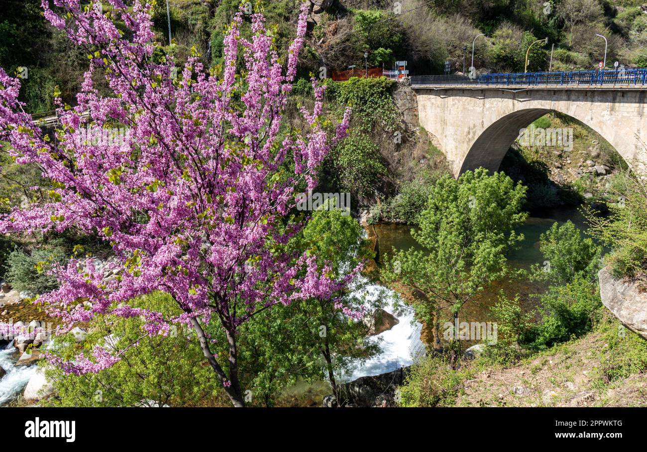 Puente de Cabezuela del Valle, Valle del Jerte, España Stock Photo - Alamy