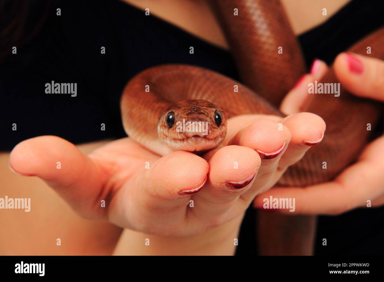 rainbow boa snake and human hands as nice animal background Stock Photo ...