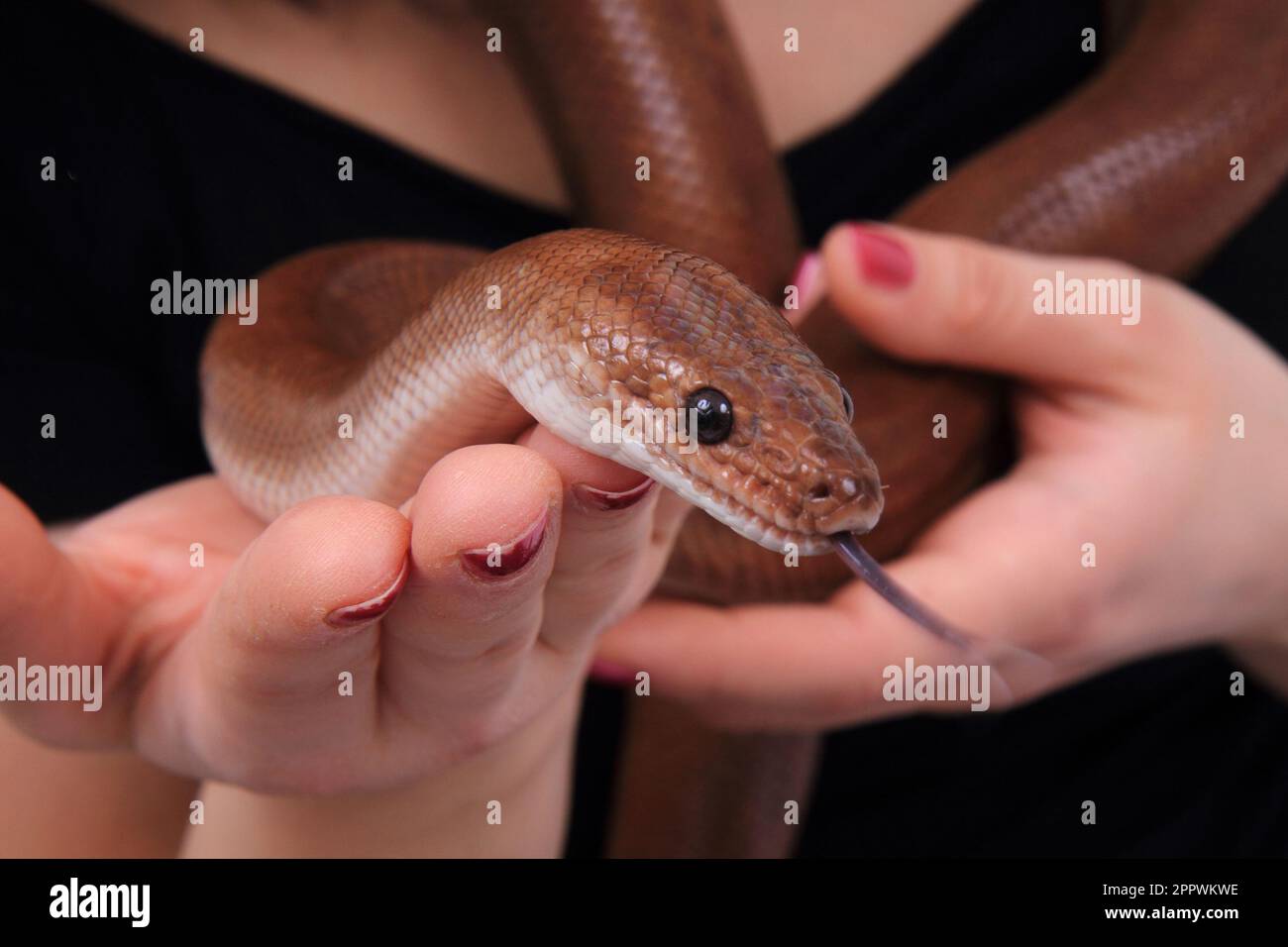 rainbow boa snake and human hands as nice animal background Stock Photo ...