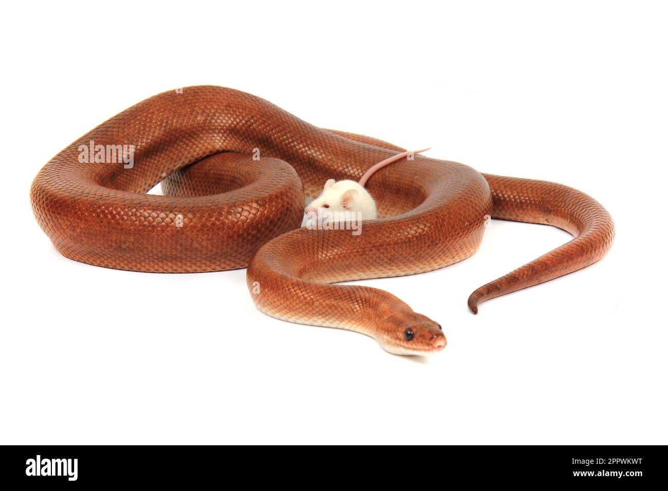 rainbow boa snake and his friend small white mouse Stock Photo - Alamy