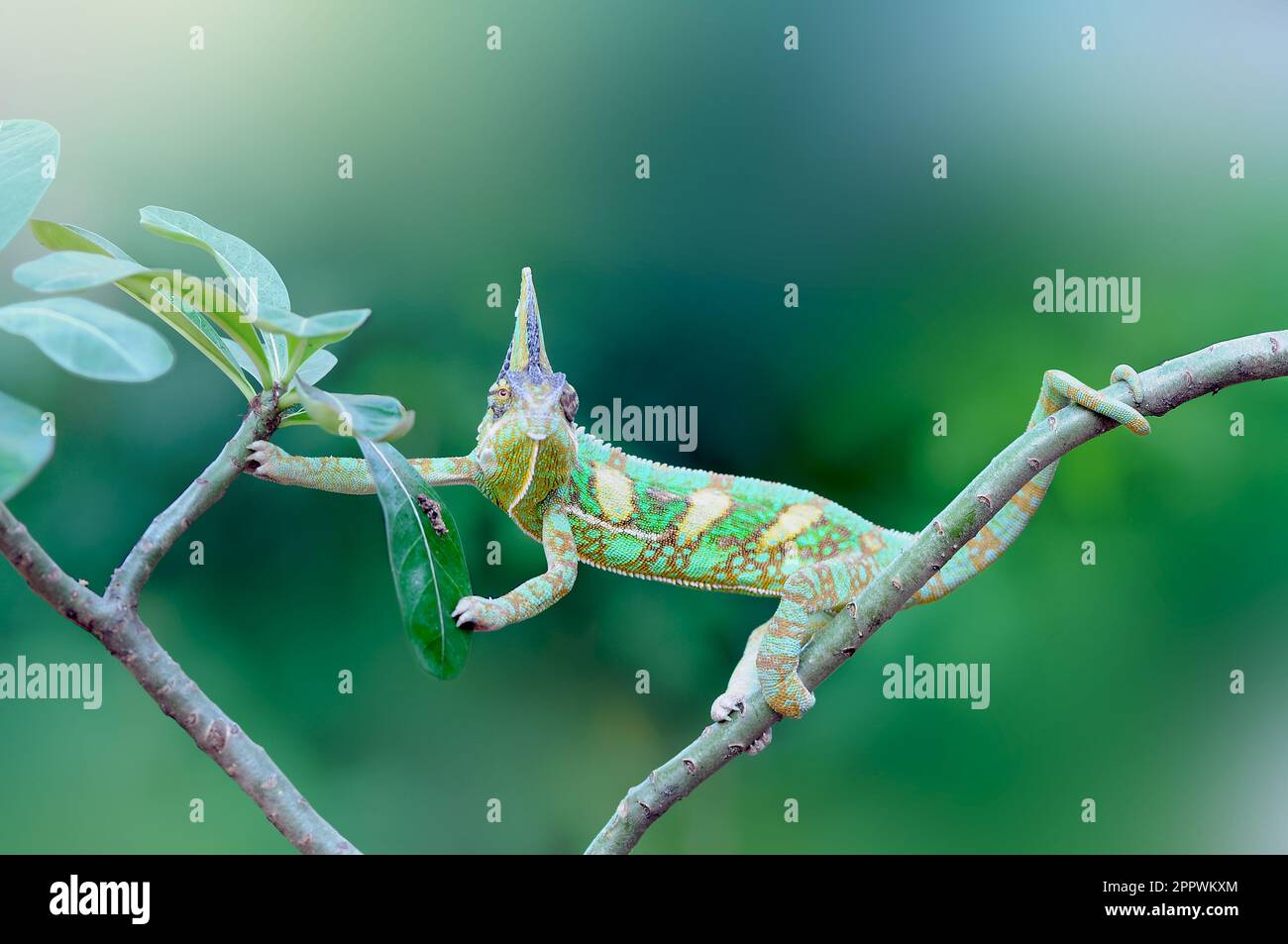 Portrait of a male veiled chameleon on a branch, Indonesia Stock Photo ...