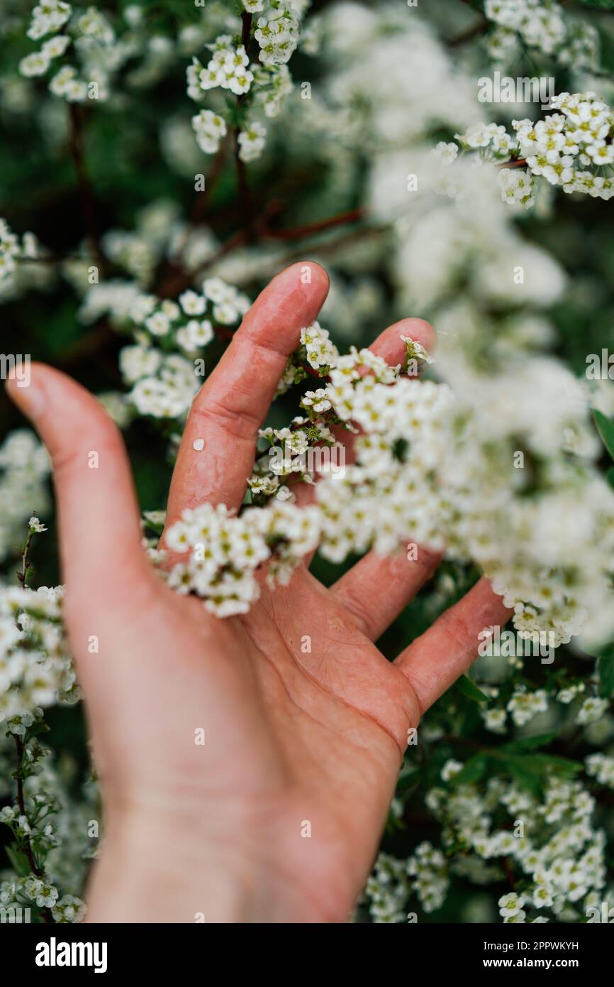 Hand touching flower hi-res stock photography and images - Alamy
