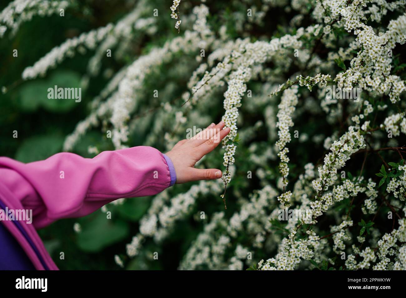 Hand touching flower hi-res stock photography and images - Alamy