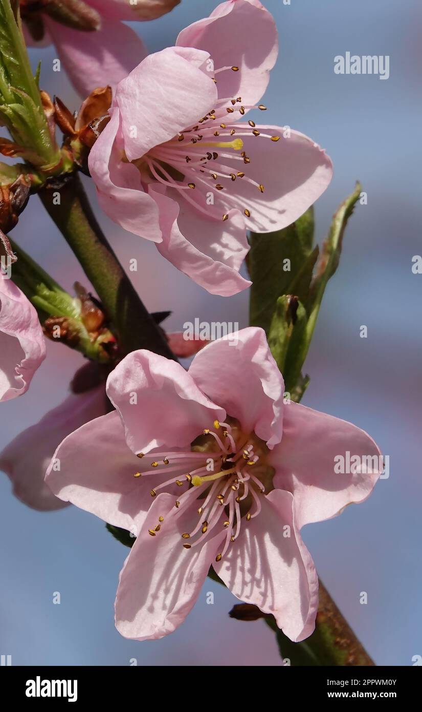 Blooming peach tree in spring branches strewn with pink flowers Stock ...