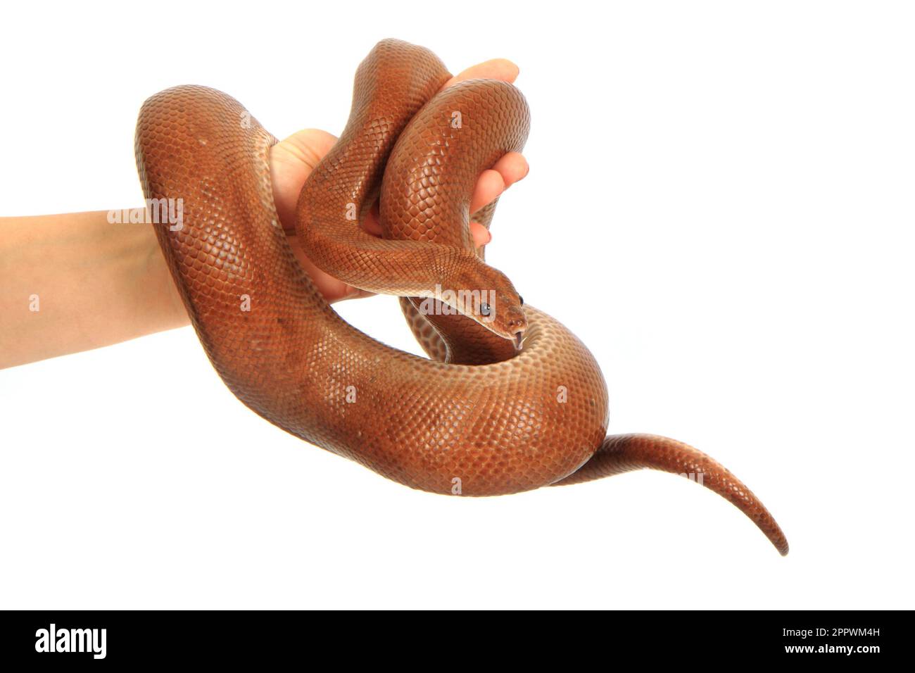 rainbow boa snake isolated on the white background Stock Photo - Alamy